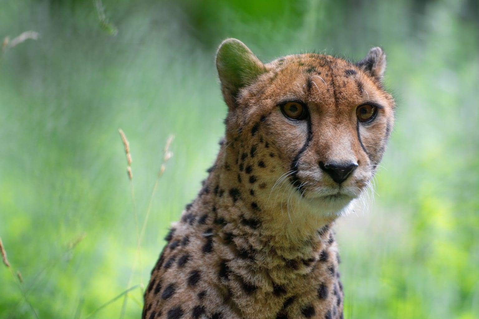 Gepard – Besøg Verdens Hurtigste Landdyr I Ree Park Safari